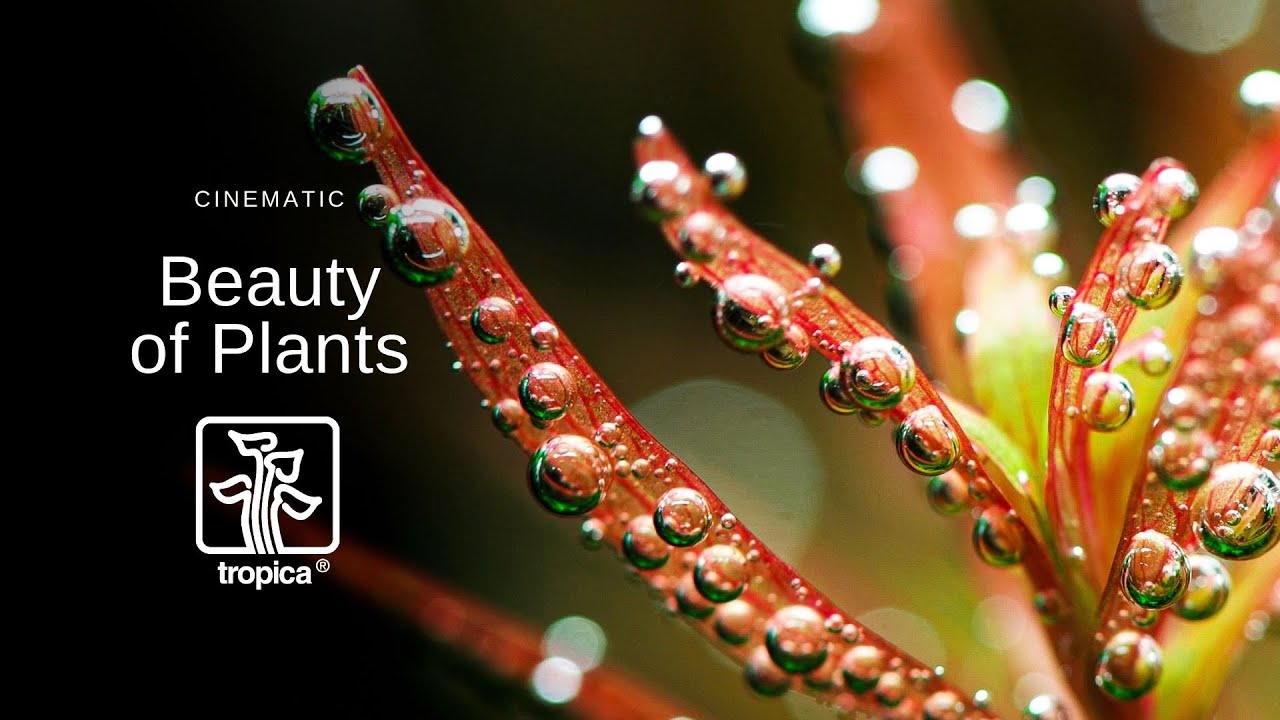 Réussir son aquarium - Tropica Aquarium Plants